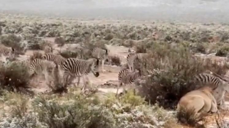 ¿Es posible? Cayó nieve en África con temperaturas de hasta 51 grados